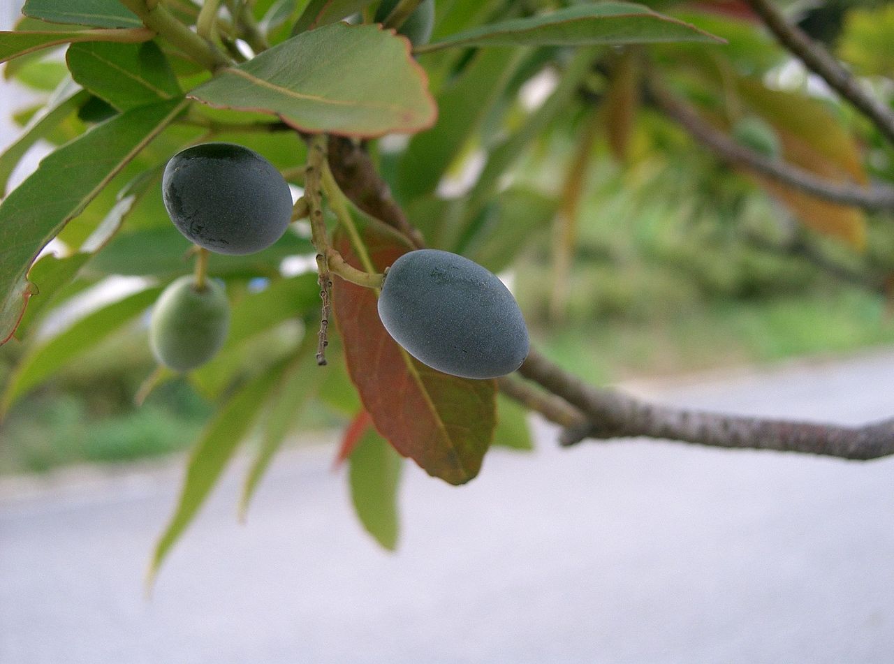 Elaeocarpaceae: The Quandong Family - Floral Prisms
