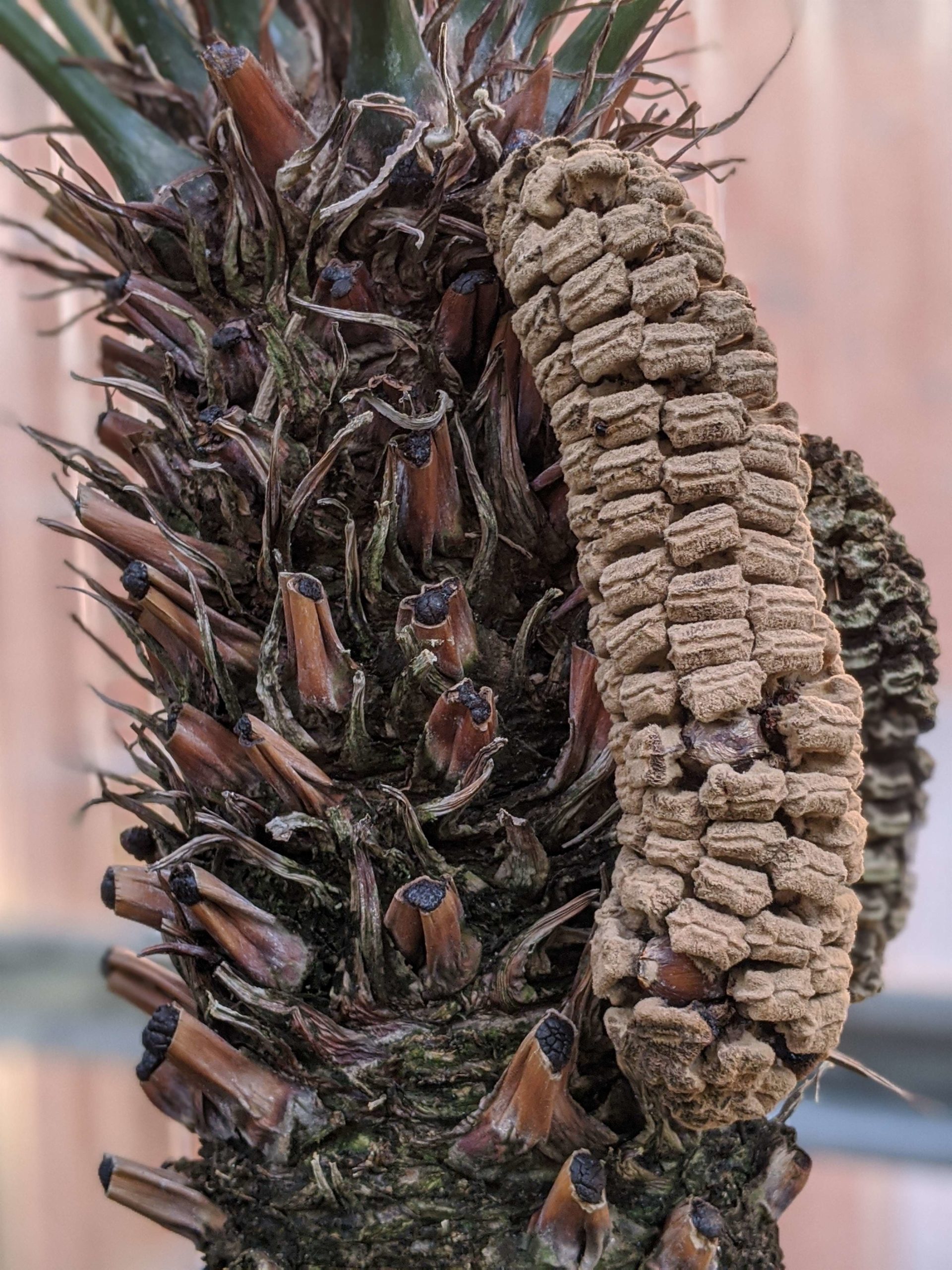 Cycads: Living Fossils - Floral Prisms Cycads: Living Fossils