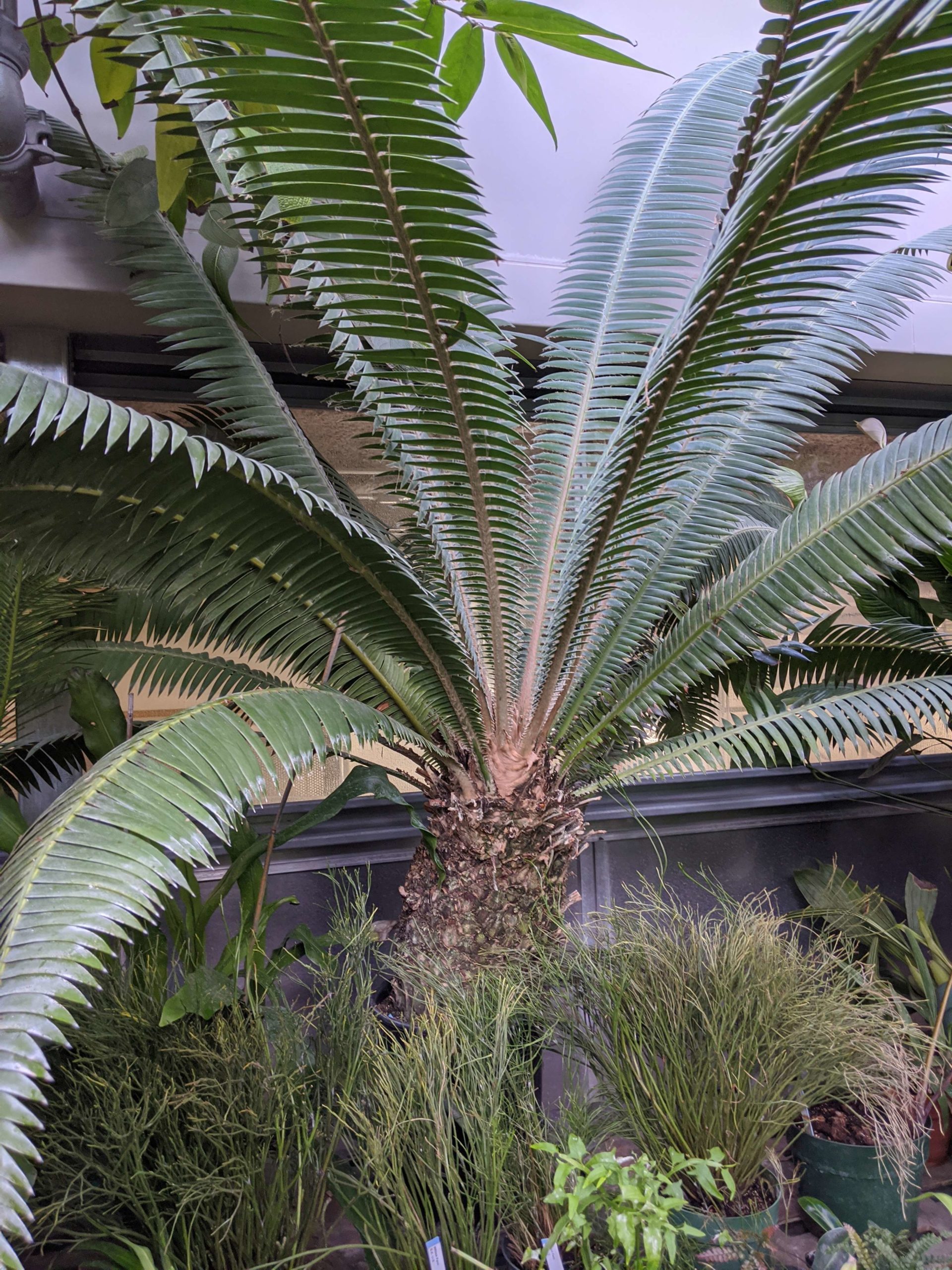 Cycads: Living Fossils - Floral Prisms Cycads: Living Fossils