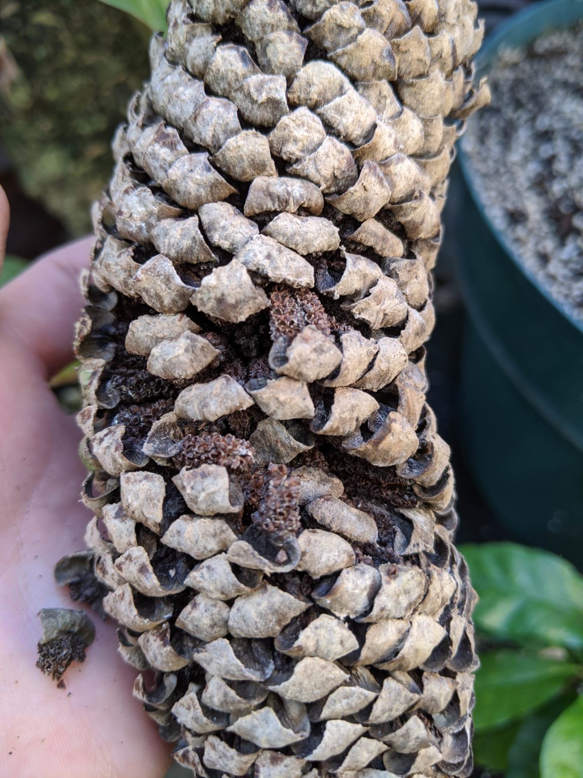 Cycads: Living Fossils - Floral Prisms Cycads: Living Fossils