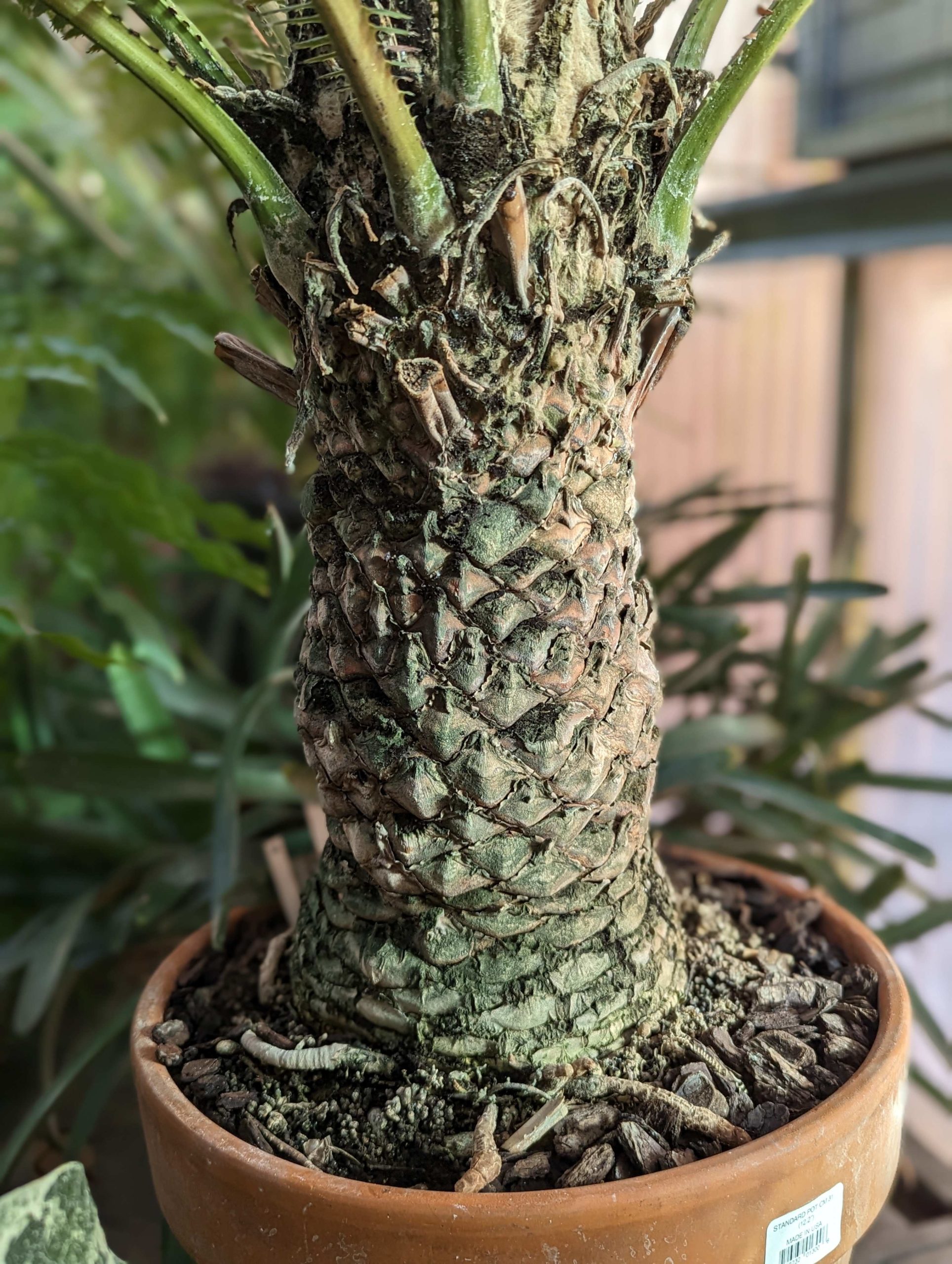 Cycads: Living Fossils - Floral Prisms Cycads: Living Fossils