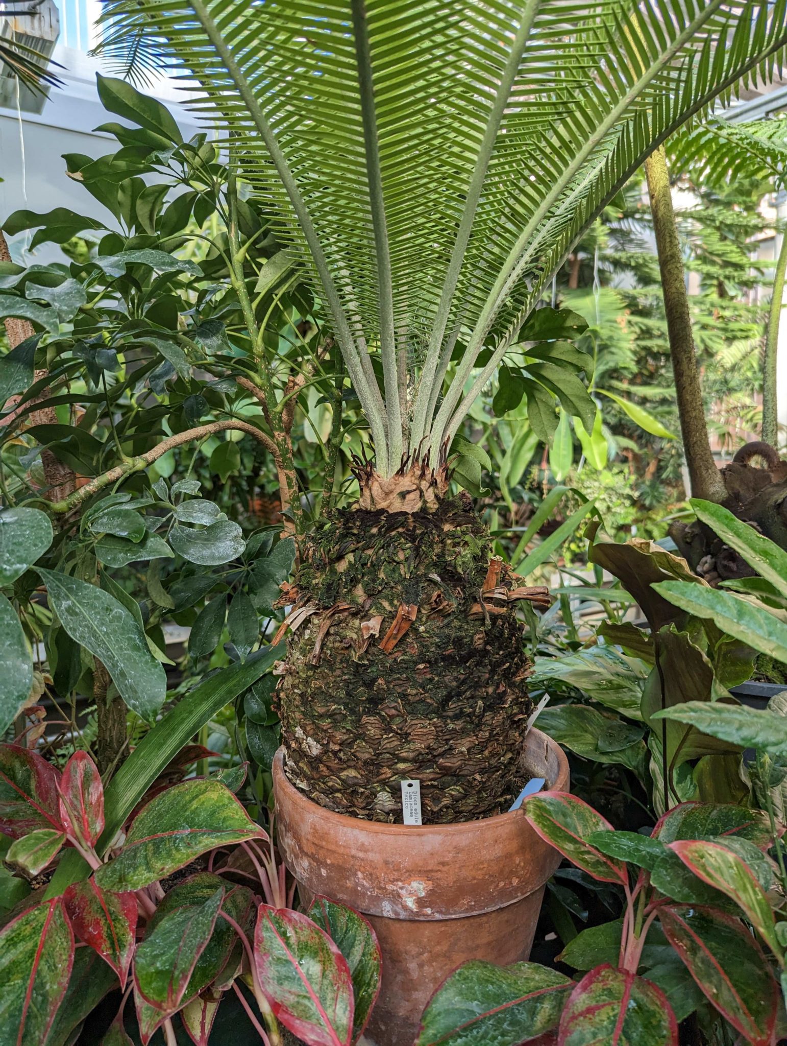 Cycads: Living Fossils - Floral Prisms Cycads: Living Fossils