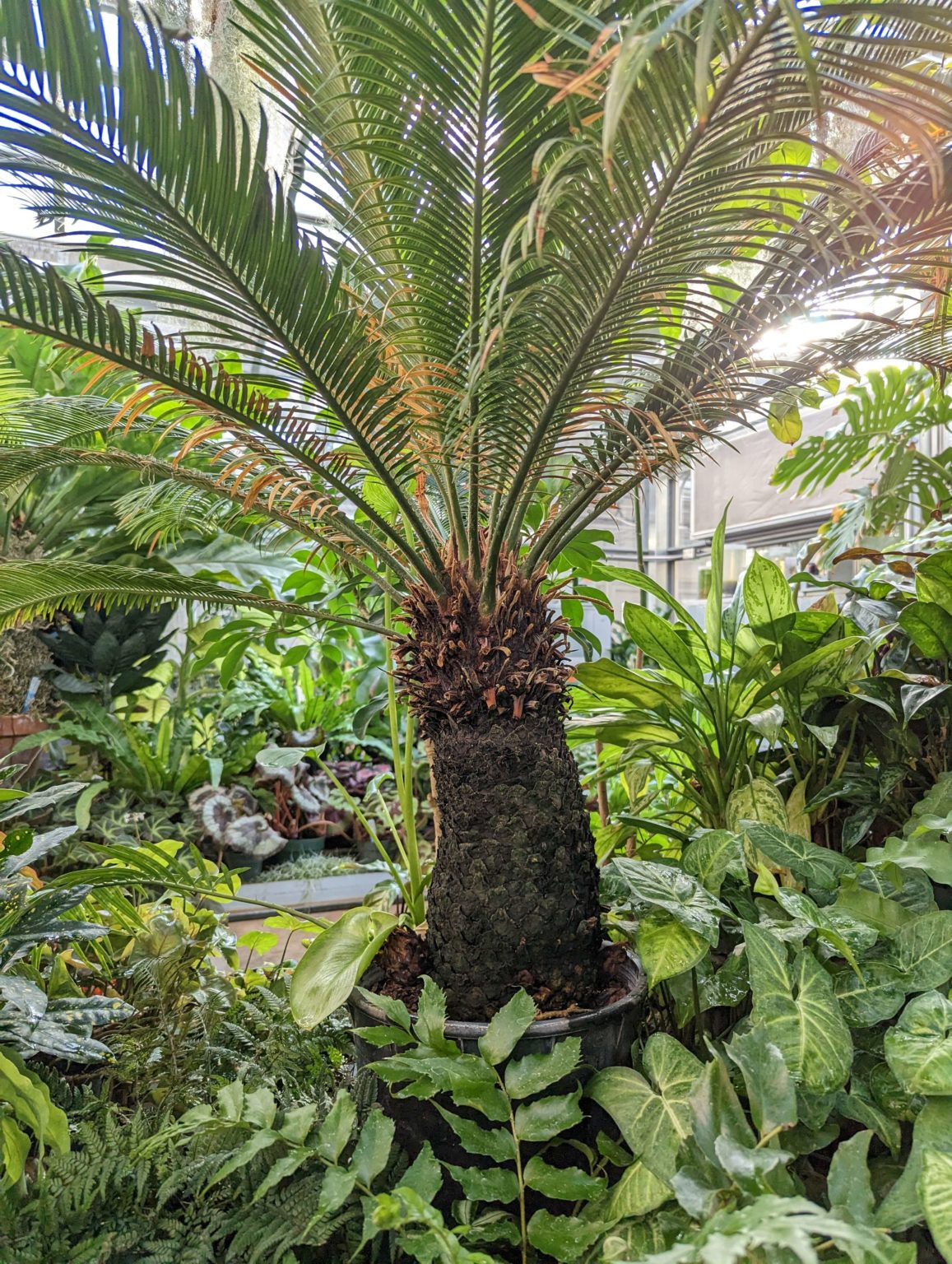 Cycads: Living Fossils - Floral Prisms Cycads: Living Fossils
