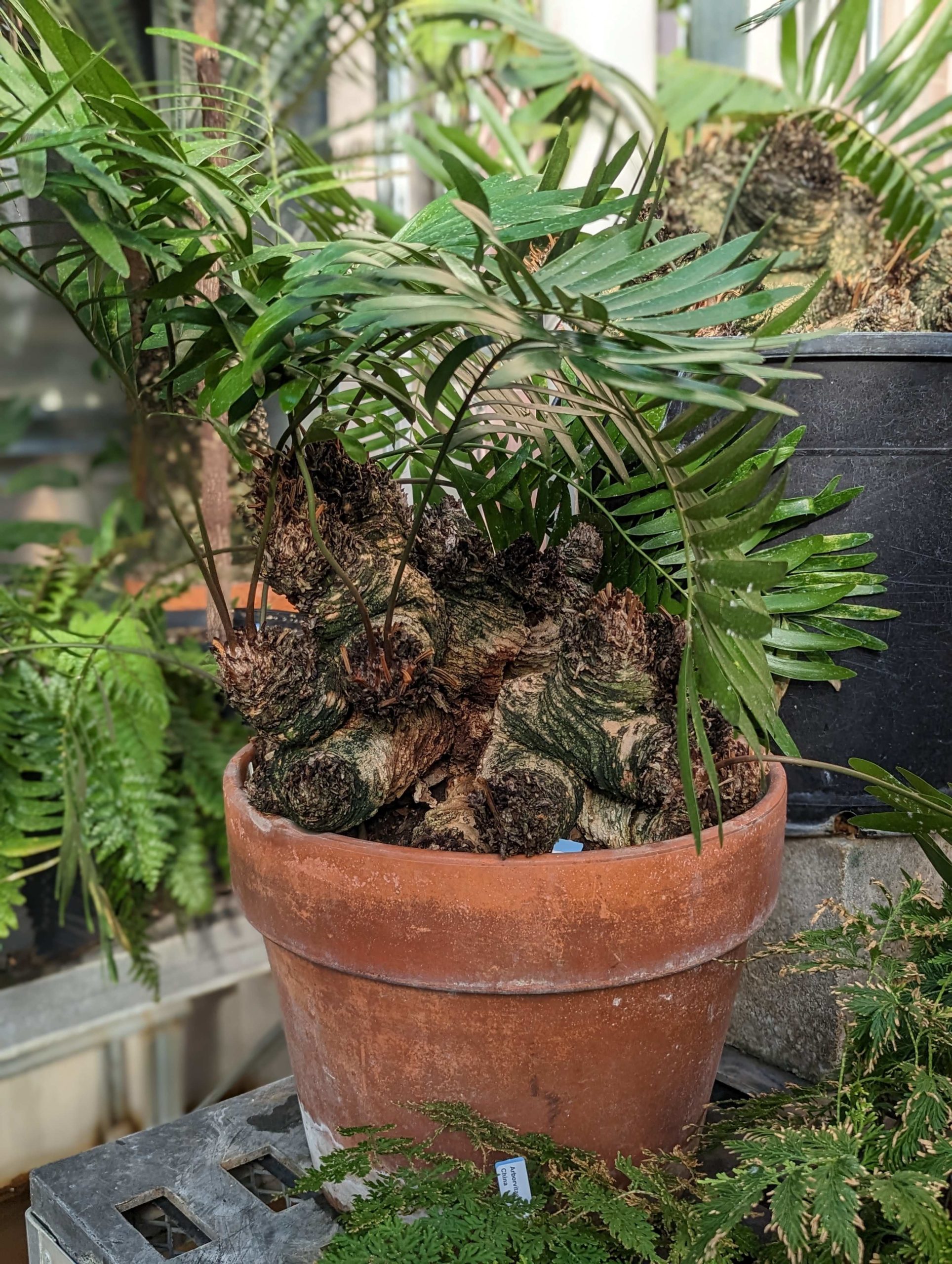 Cycads: Living Fossils - Floral Prisms Cycads: Living Fossils