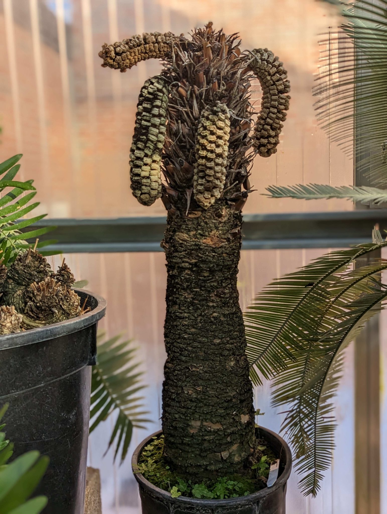 Cycads: Living Fossils - Floral Prisms Cycads: Living Fossils