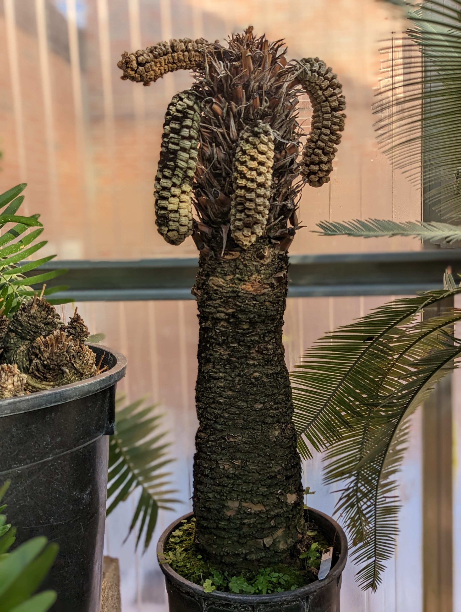 Cycads: Living Fossils - Floral Prisms Cycads: Living Fossils