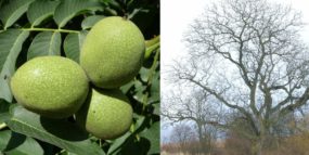 Juglandaceae: The Walnut Family - Floral Prisms