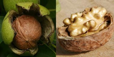 Juglandaceae: The Walnut Family - Floral Prisms