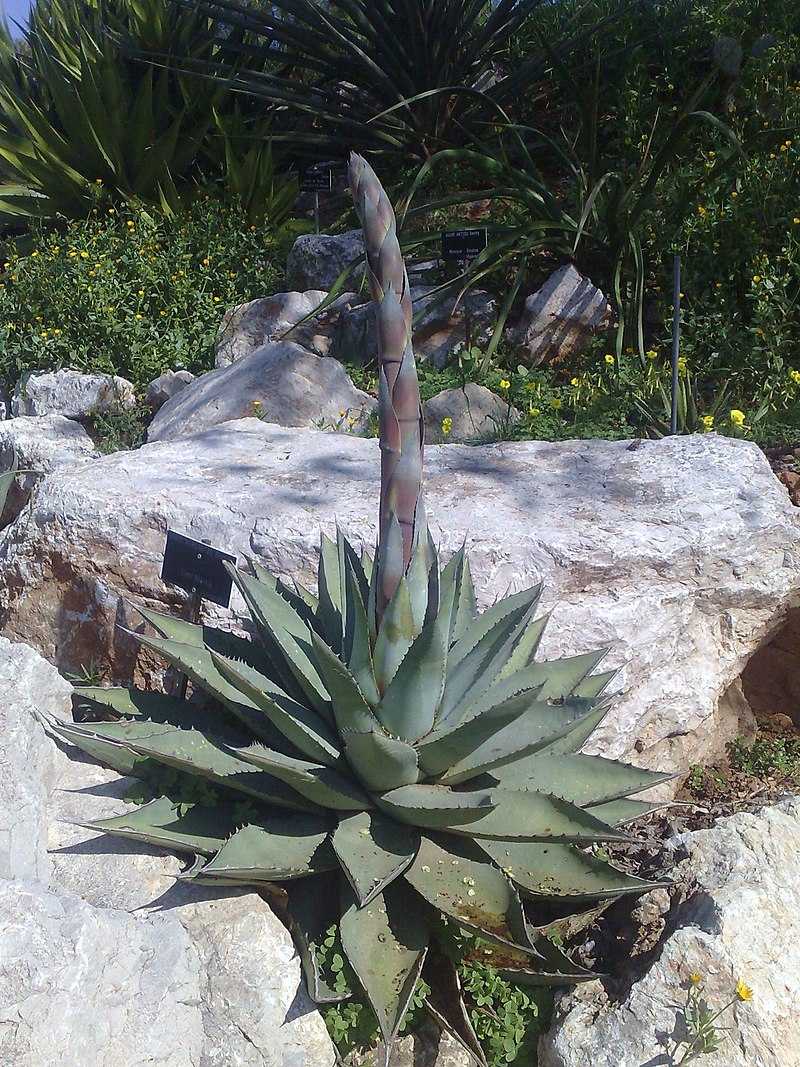 Asparagaceae: The Asparagus Family - Floral Prisms