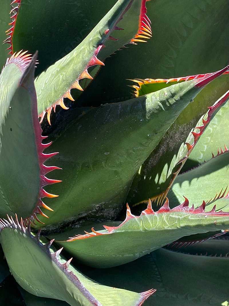 Asparagaceae: The Asparagus Family - Floral Prisms