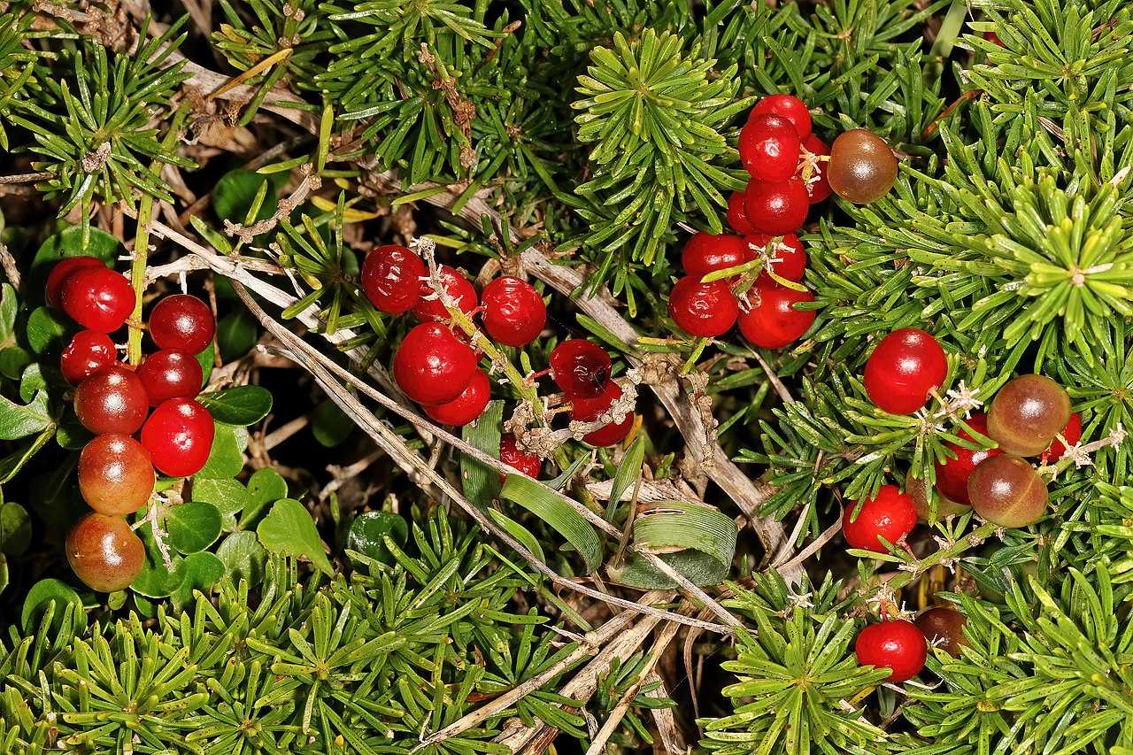 Asparagaceae: The Asparagus Family - Floral Prisms