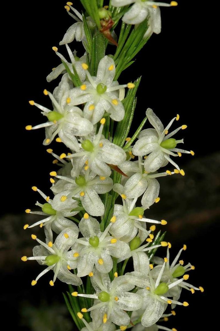 Asparagaceae: The Asparagus Family - Floral Prisms