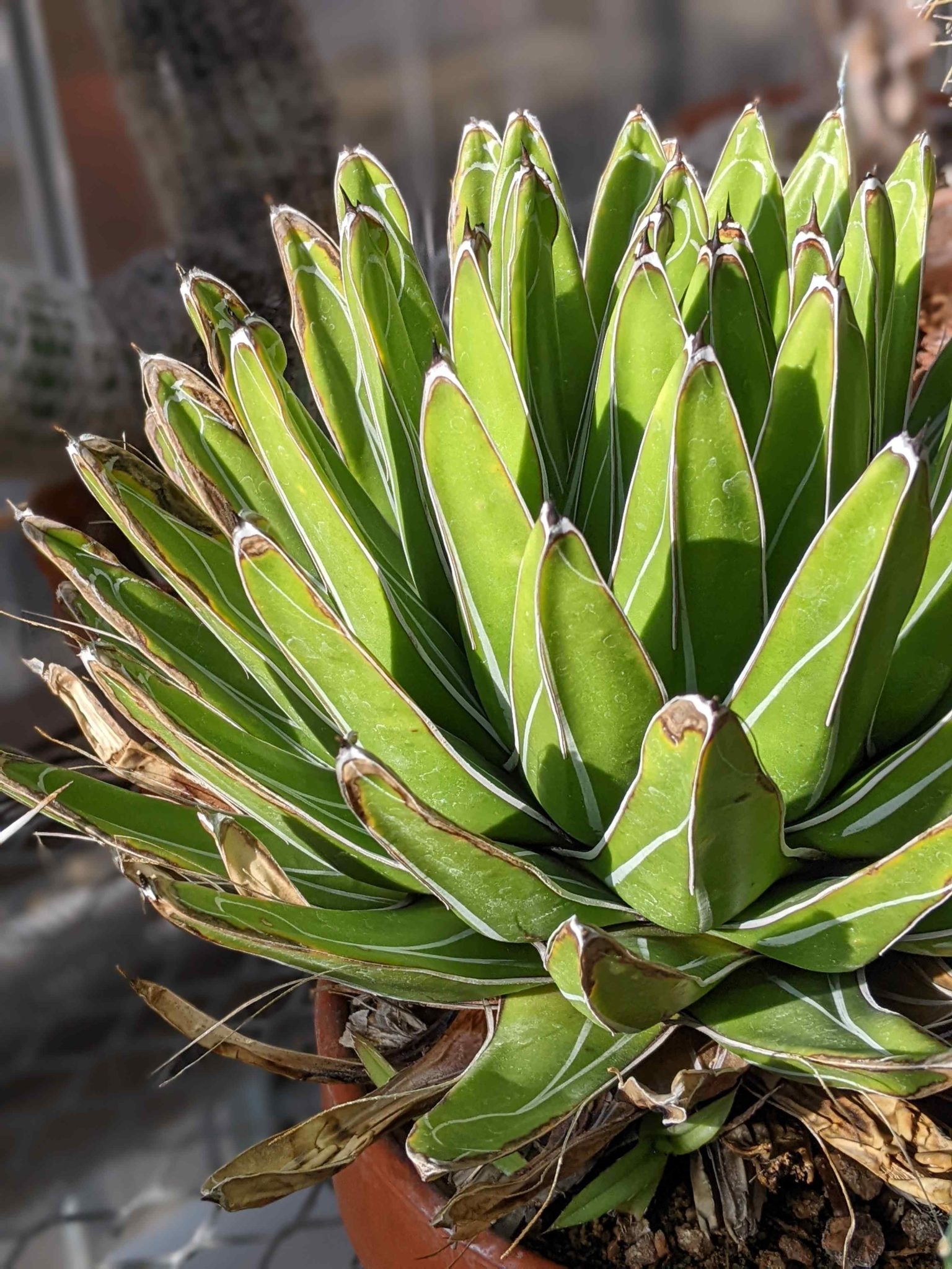 Asparagaceae: The Asparagus Family - Floral Prisms