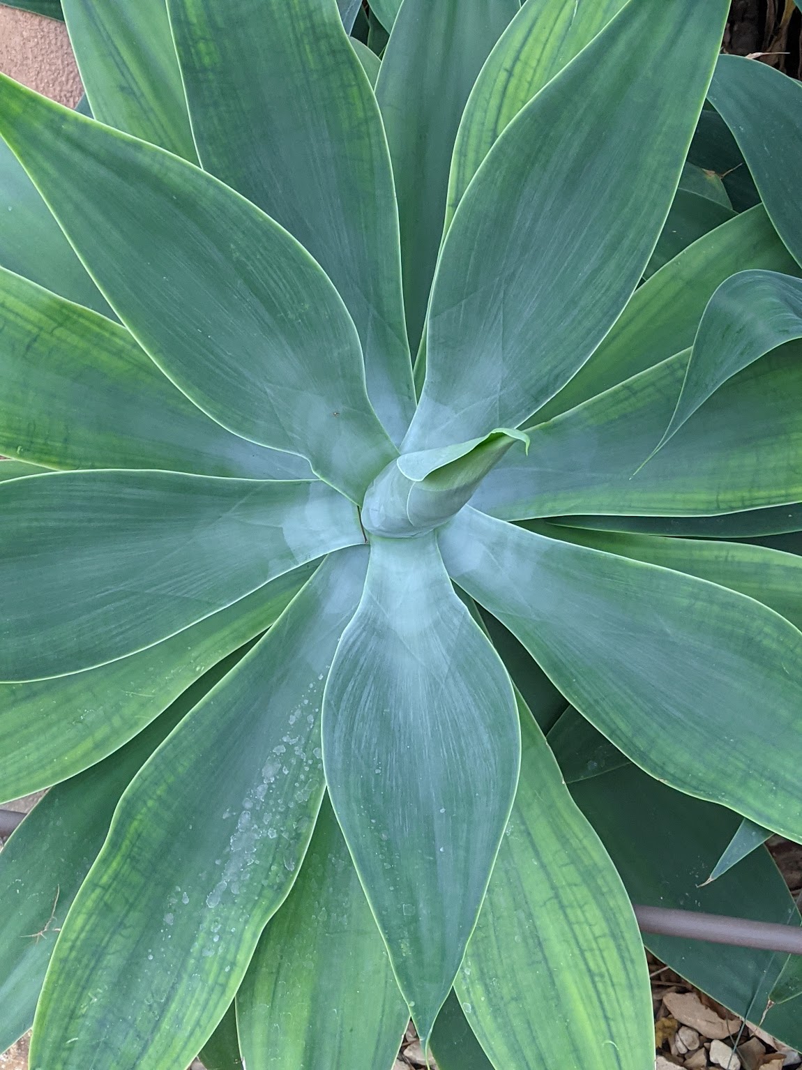 Asparagaceae: The Asparagus Family - Floral Prisms