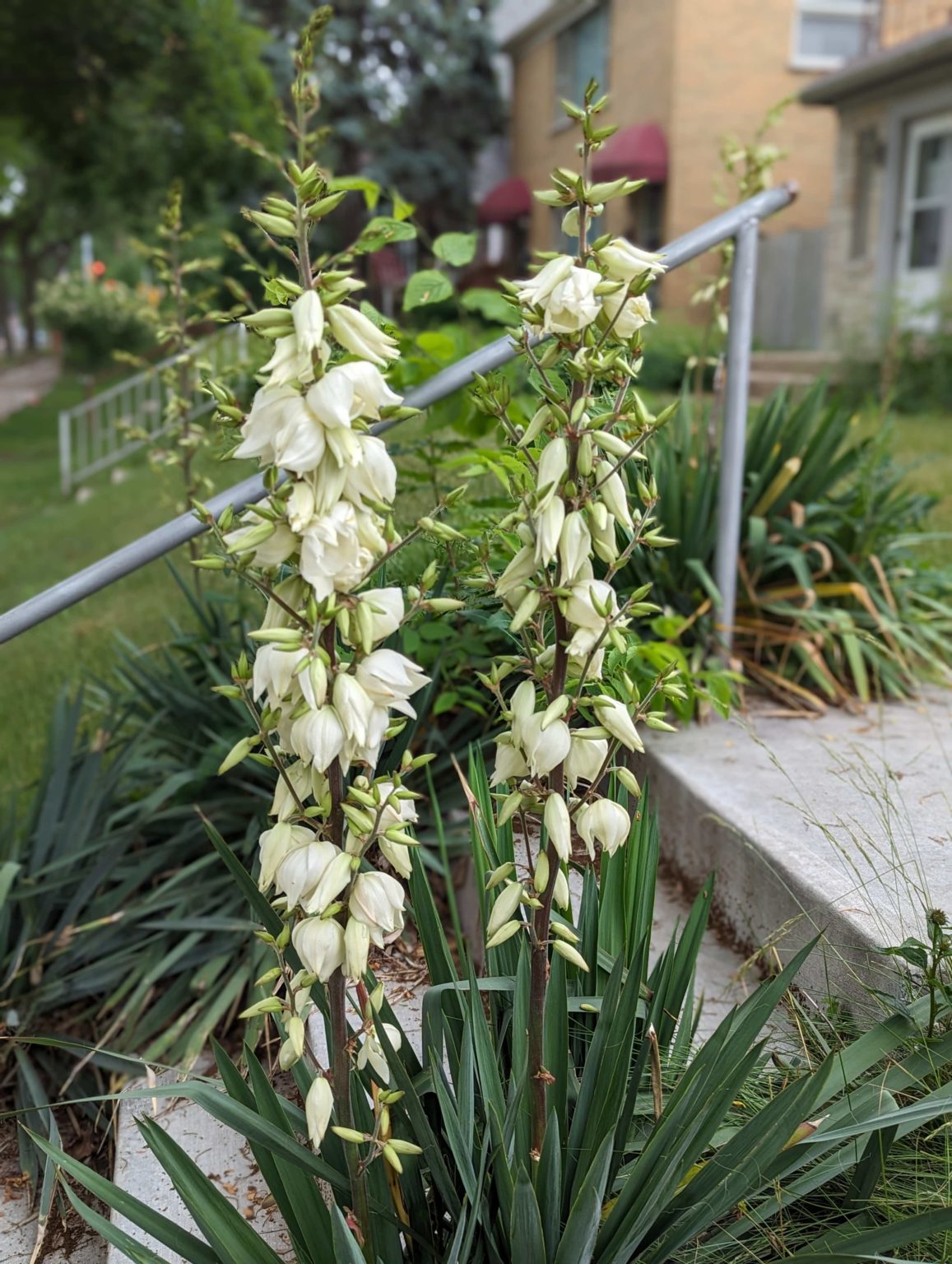 Asparagaceae: The Asparagus Family - Floral Prisms