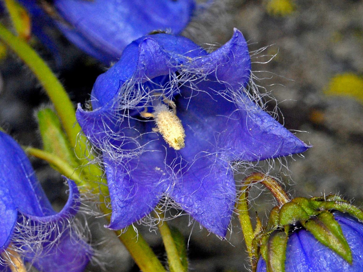 Campanulaceae: The Bellflower Family - Floral Prisms
