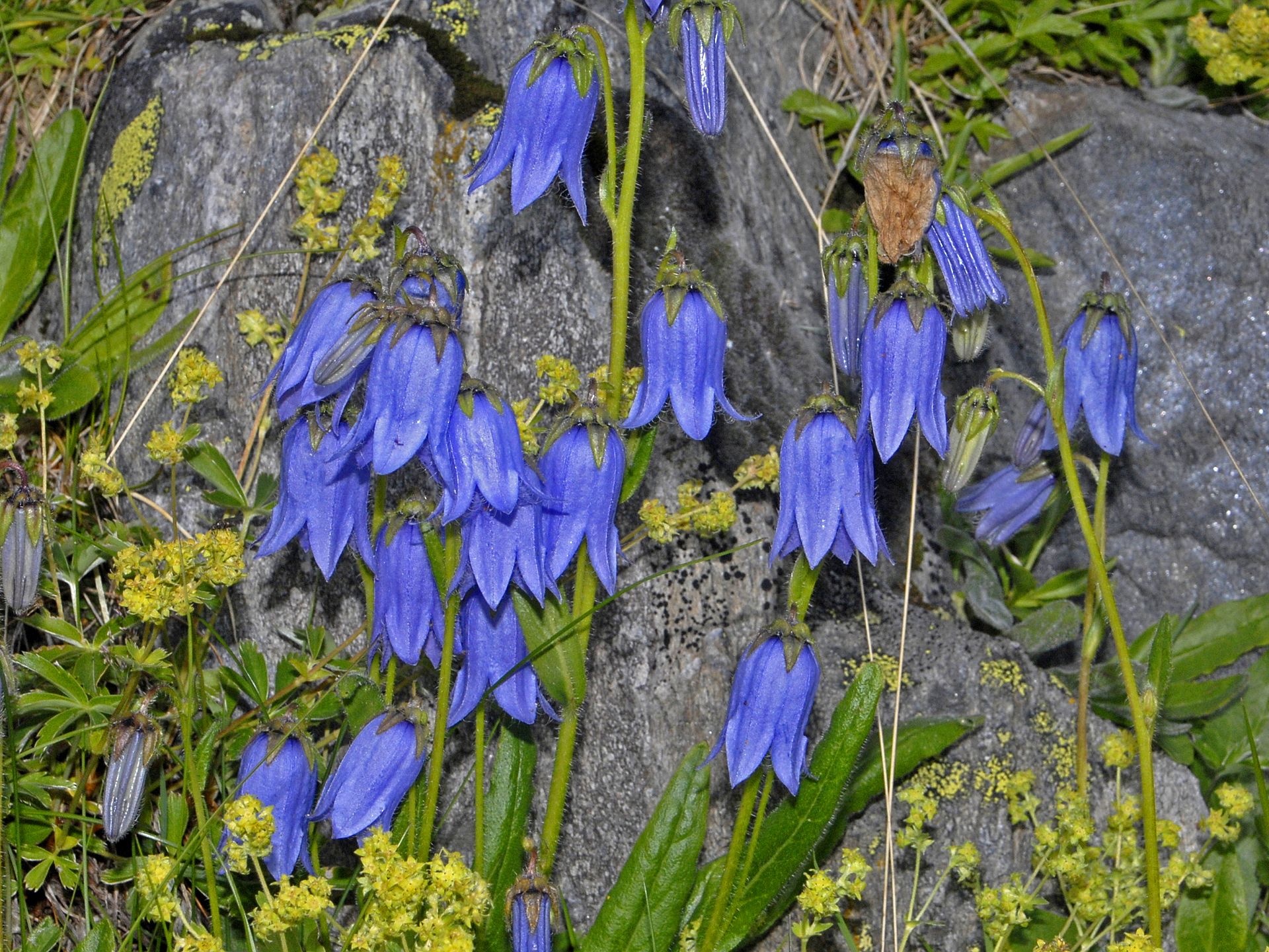 Campanulaceae: The Bellflower Family - Floral Prisms