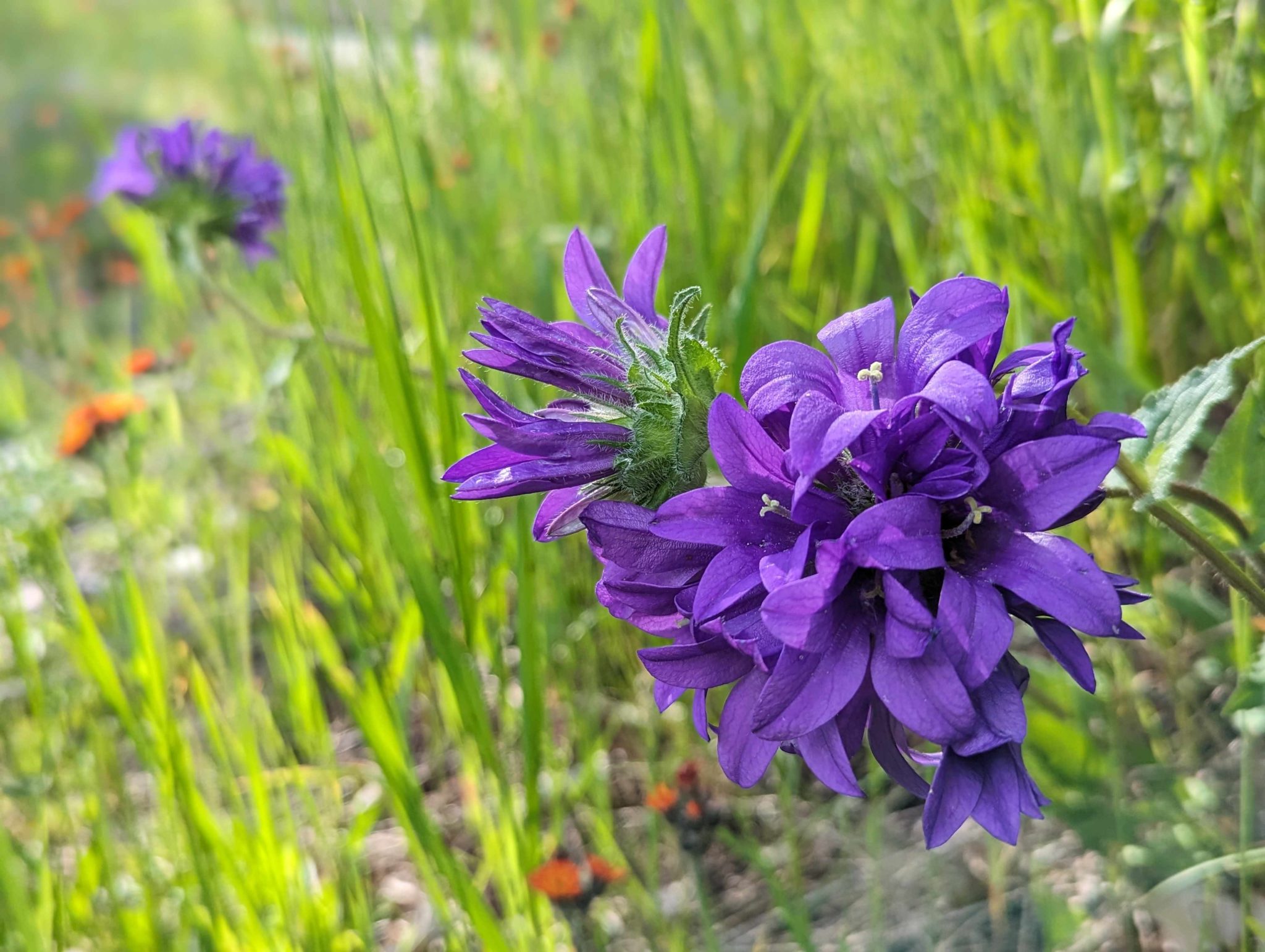 Campanulaceae: The Bellflower Family - Floral Prisms