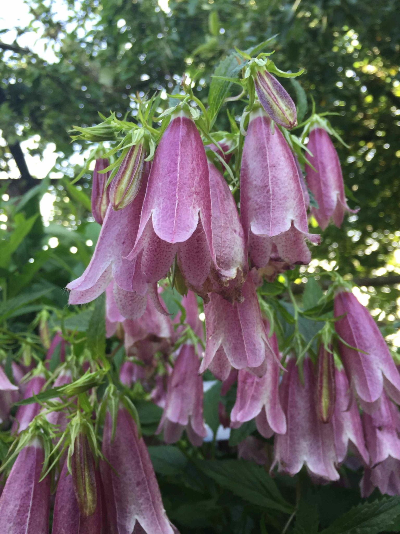 Campanulaceae: The Bellflower Family - Floral Prisms