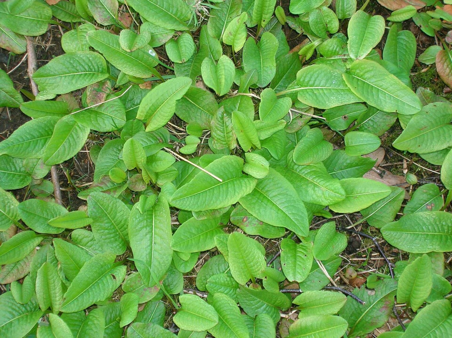 Polygonaceae: The Buckwheat Family - Floral Prisms