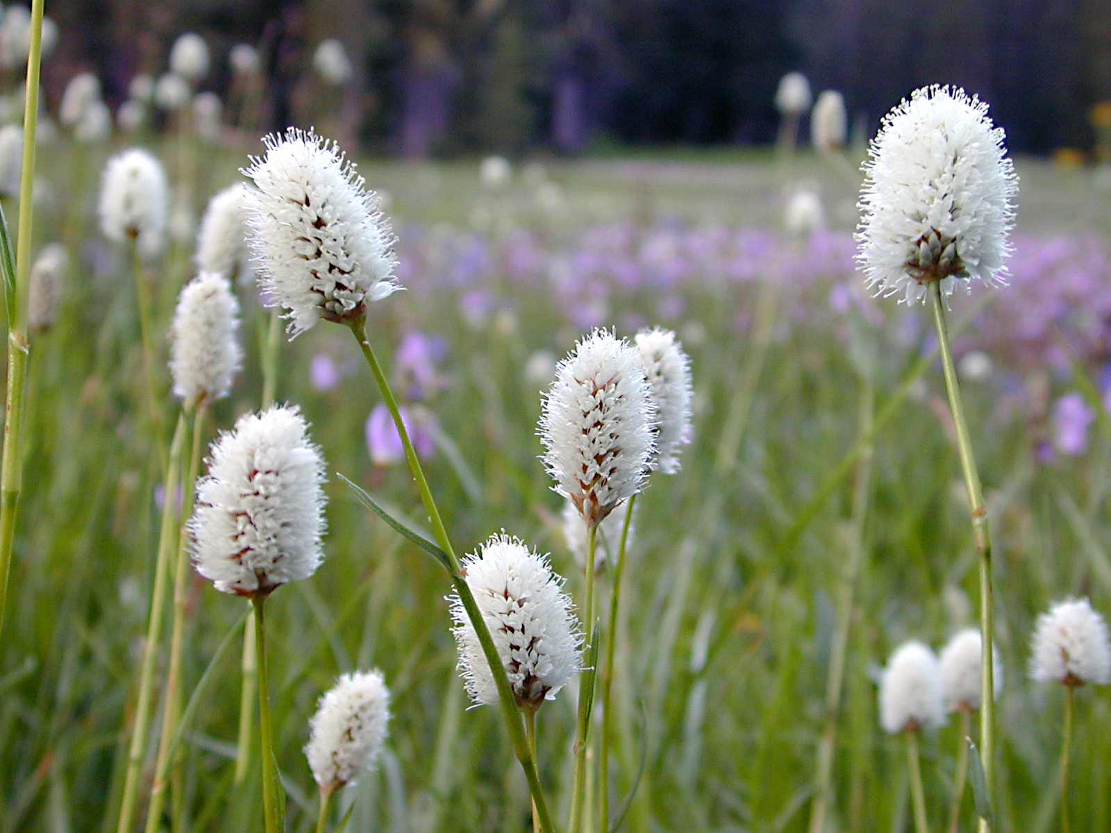 Polygonaceae: The Buckwheat Family - Floral Prisms
