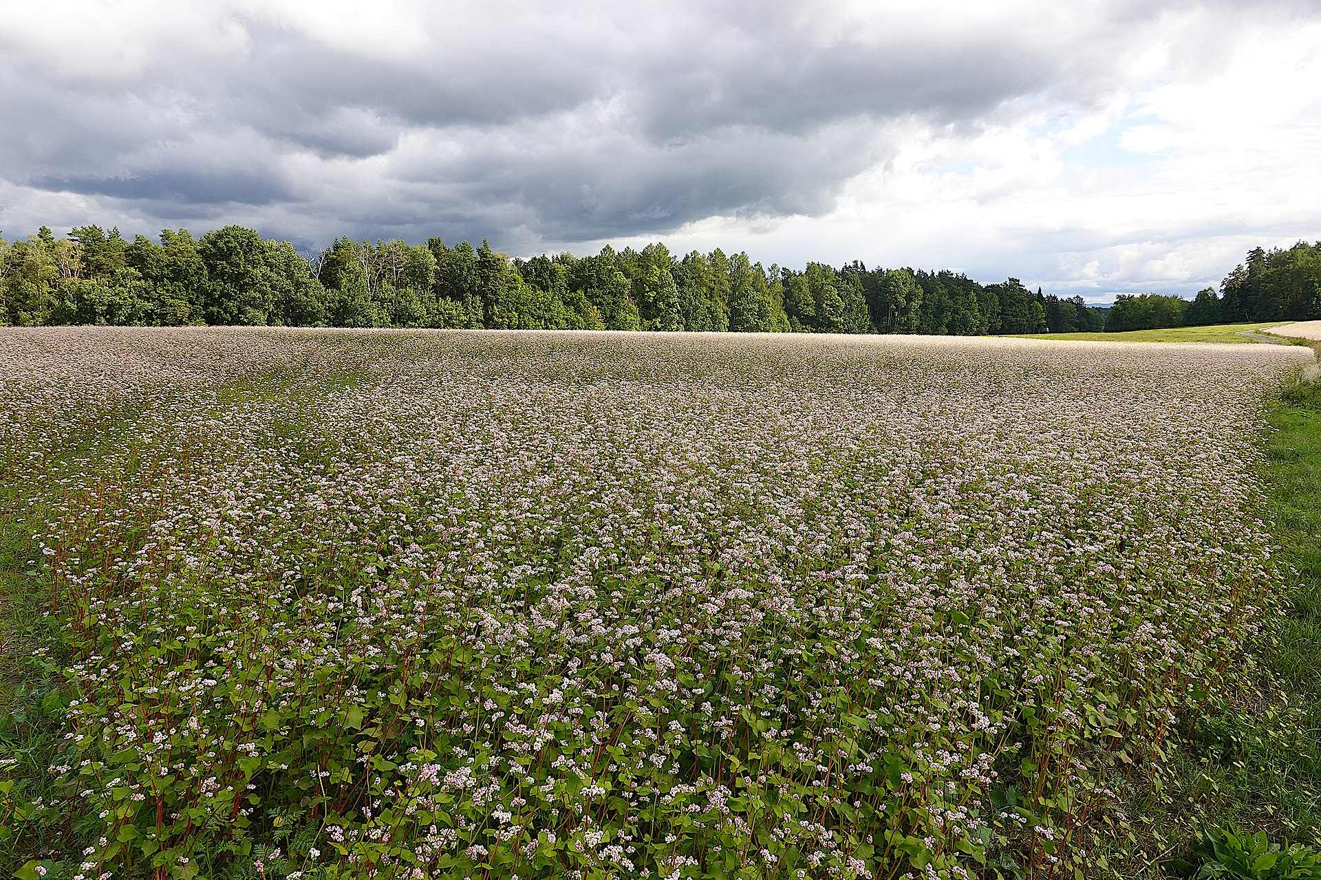 Polygonaceae: The Buckwheat Family - Floral Prisms