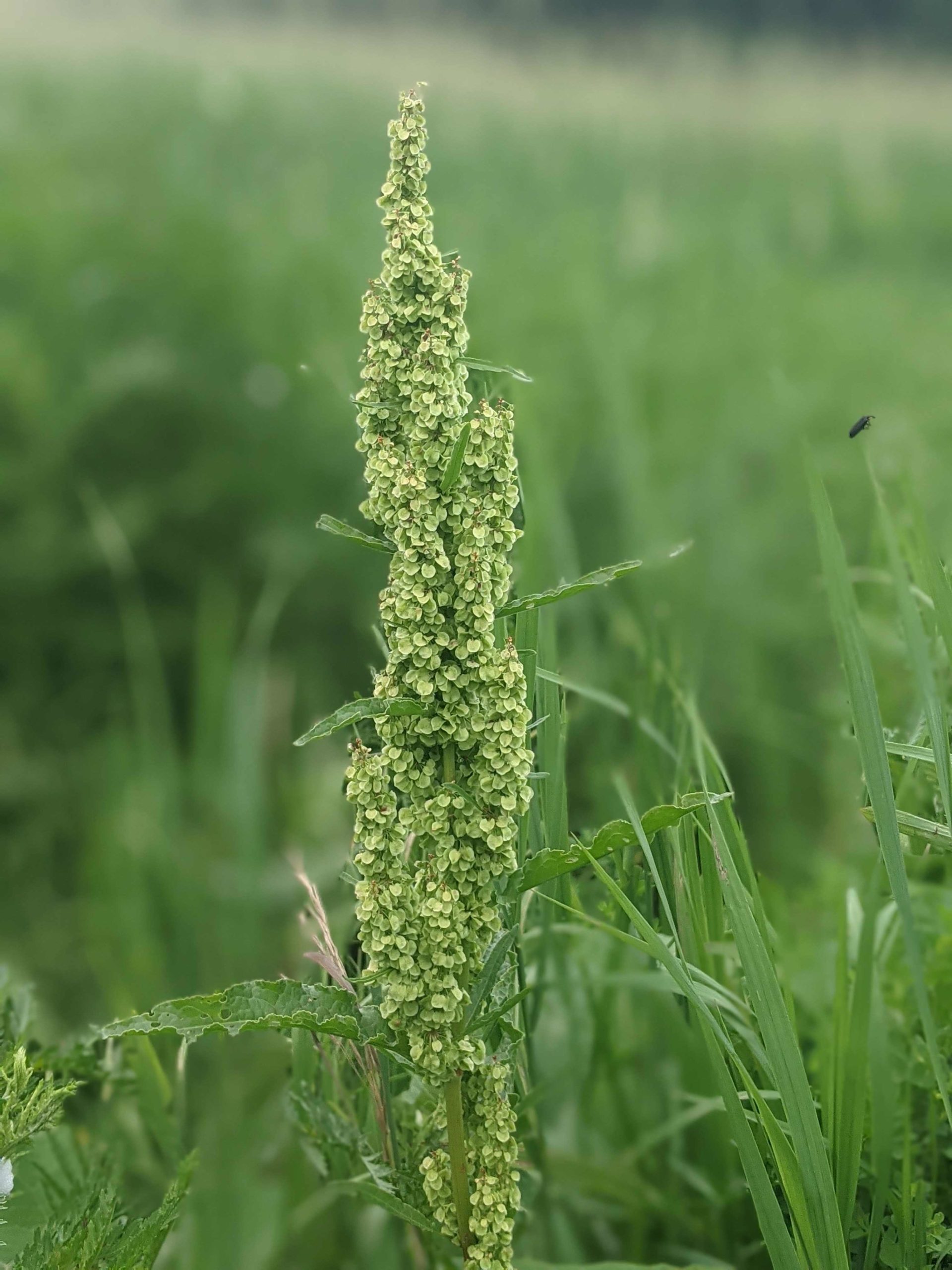 Polygonaceae: The Buckwheat Family - Floral Prisms