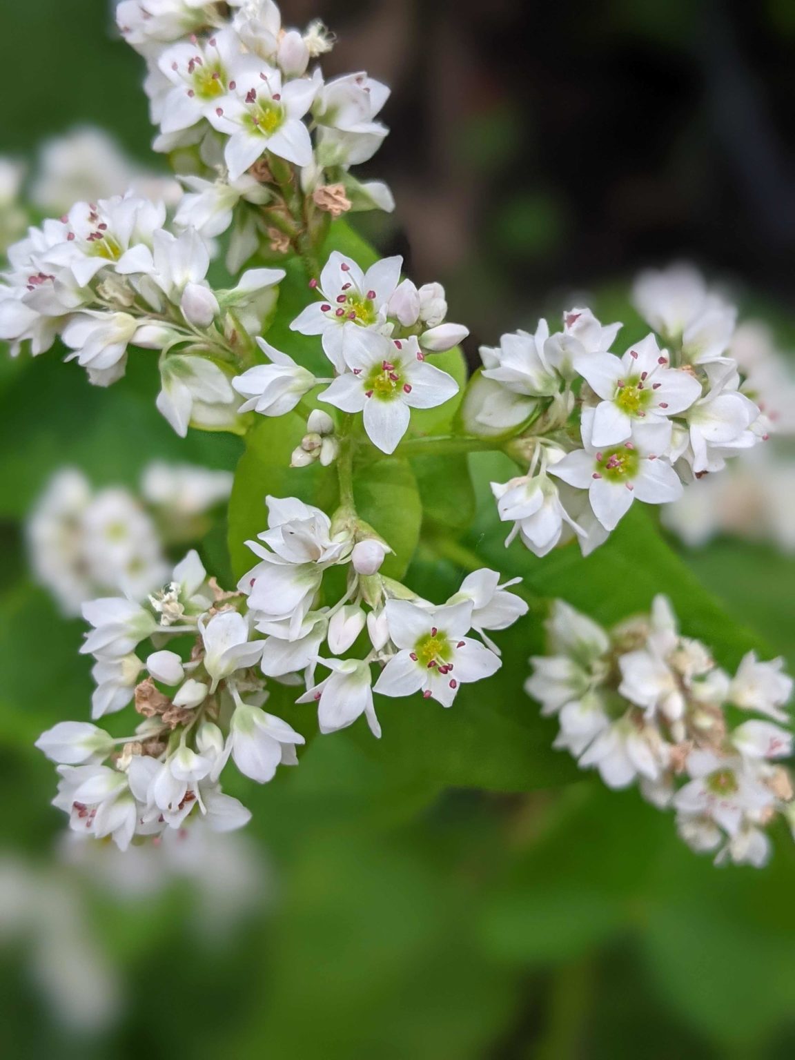 Polygonaceae: The Buckwheat Family - Floral Prisms