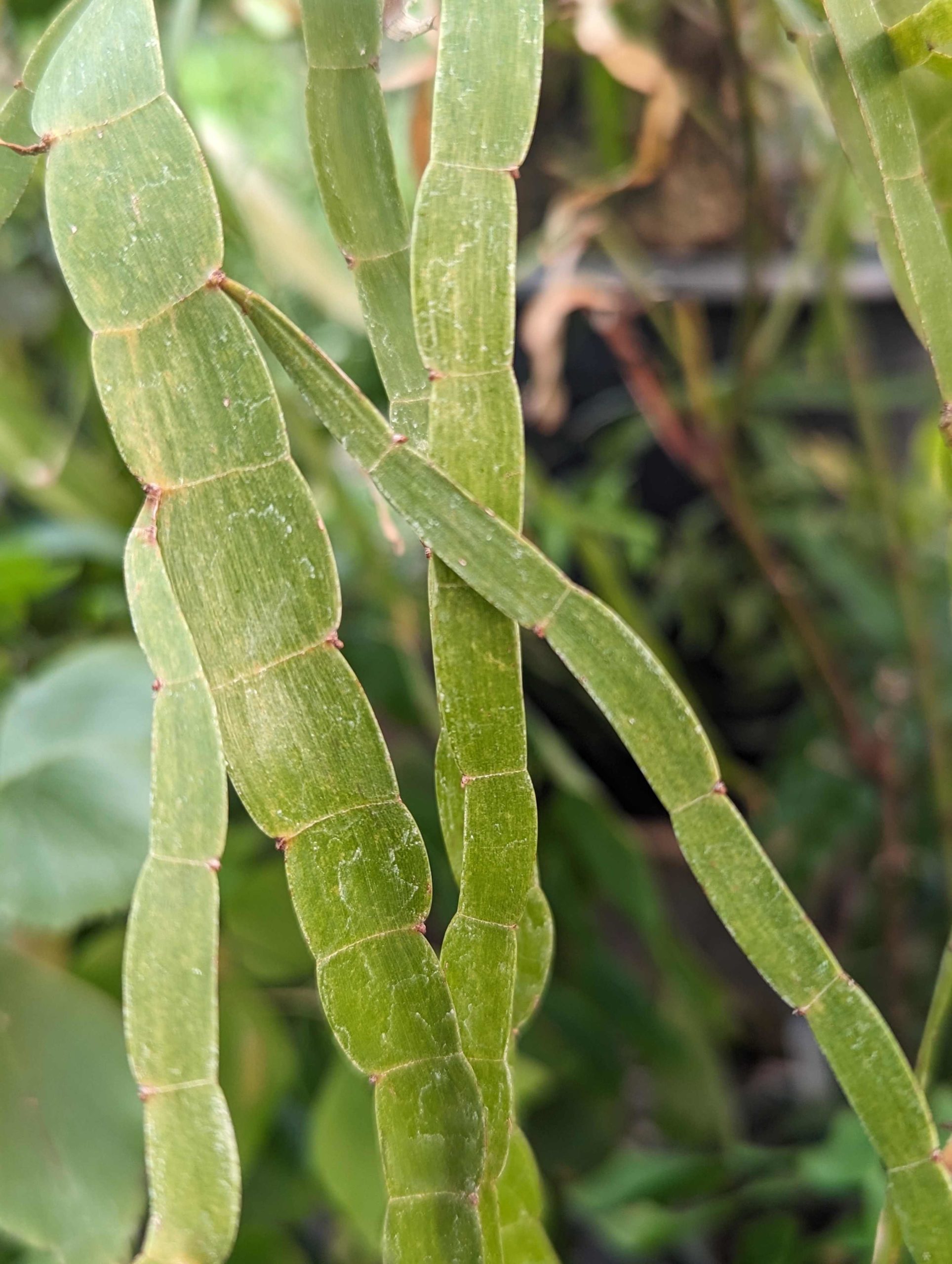 Polygonaceae: The Buckwheat Family - Floral Prisms