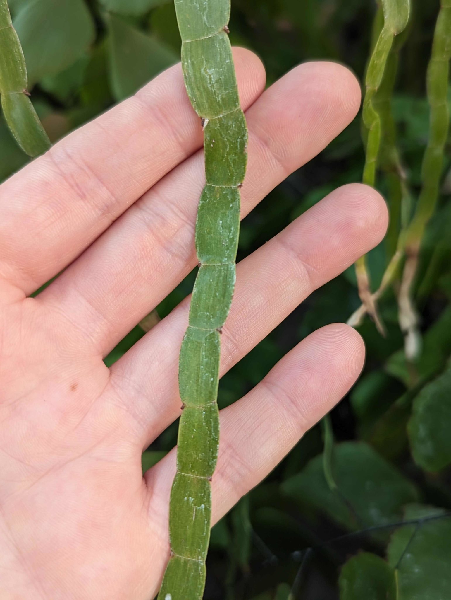 Polygonaceae: The Buckwheat Family - Floral Prisms