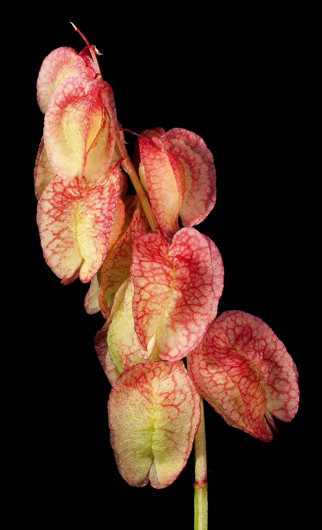 Polygonaceae: The Buckwheat Family - Floral Prisms